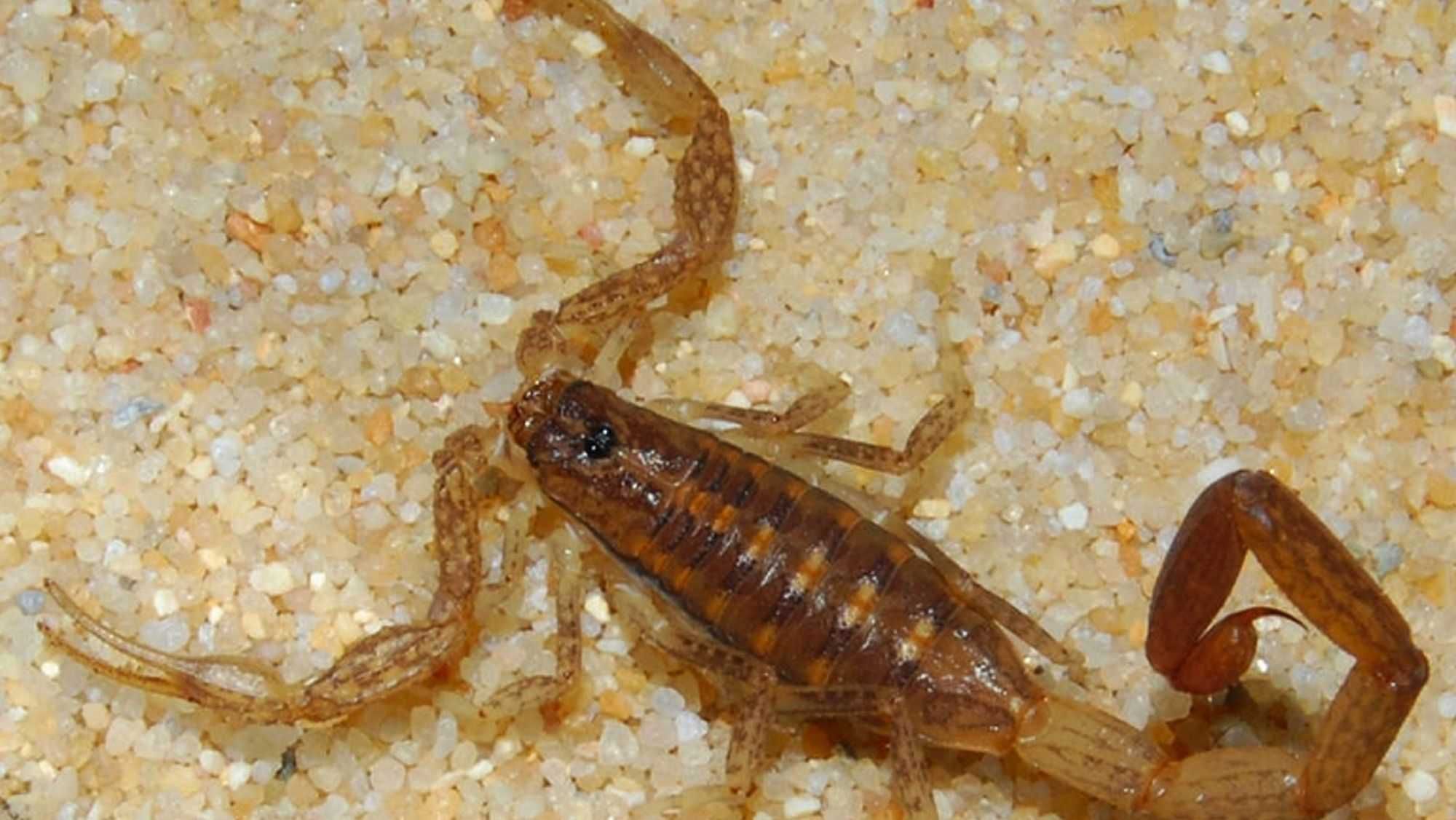 Picadura de alacrán en Querétaro es considerada urgencia médica