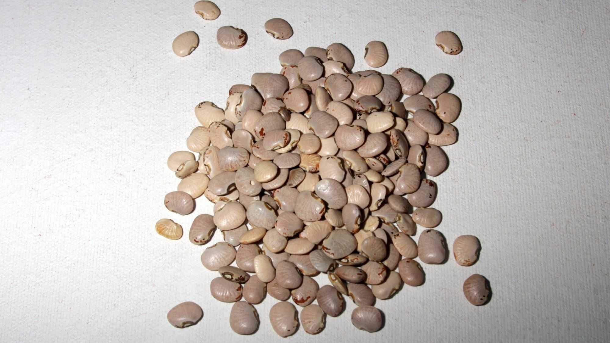 Consumir frijol blanco ayuda a prevenir enfermedades coronarias