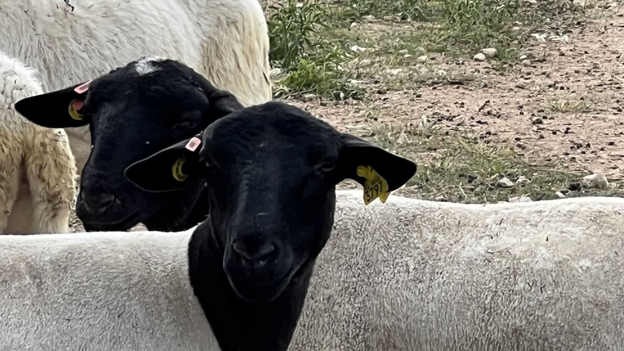 Exposición Nacional Ovina en Feria Internacional de Querétaro