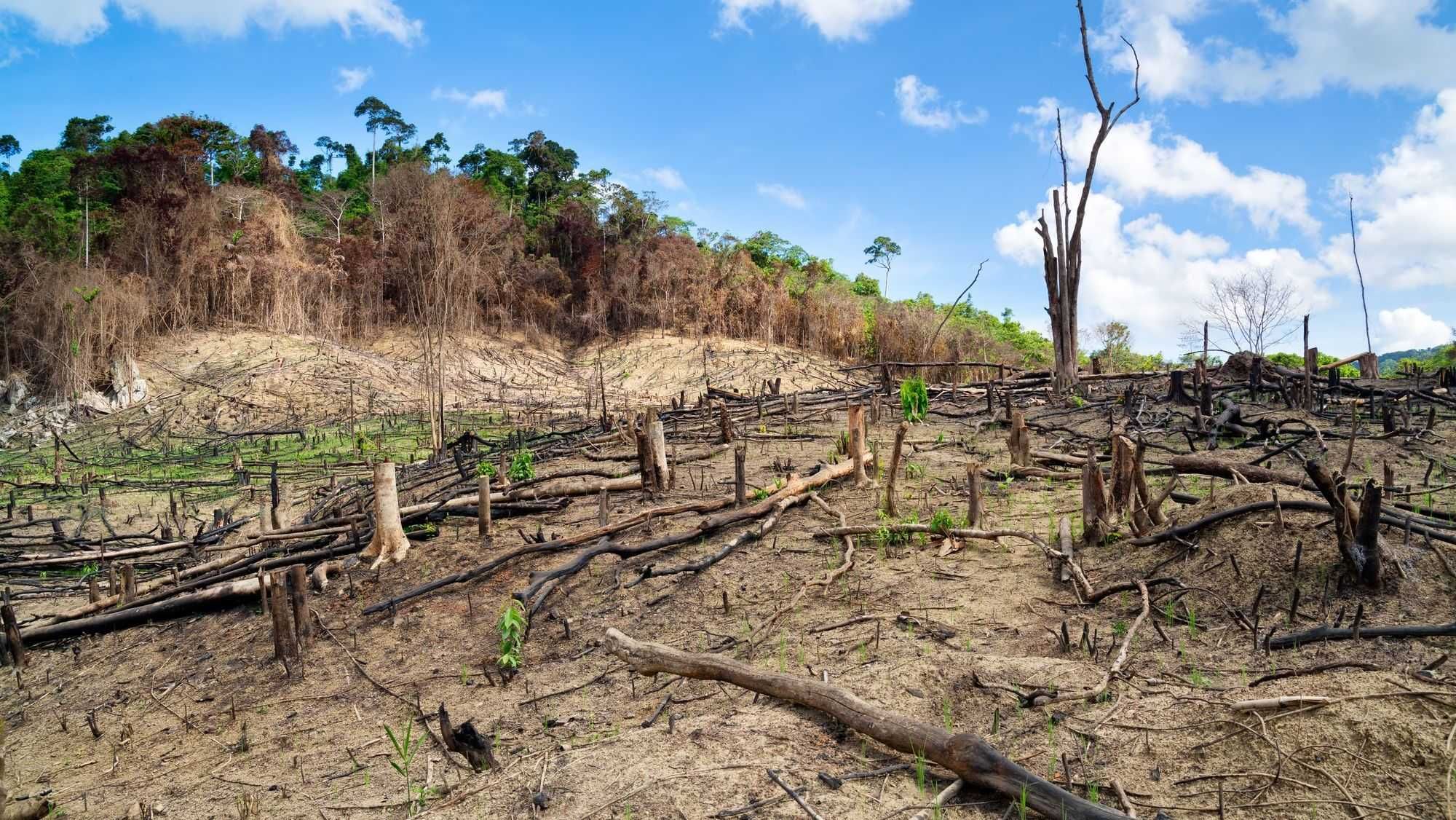 La deforestación y degradación ambiental agrava sequía y escasez...