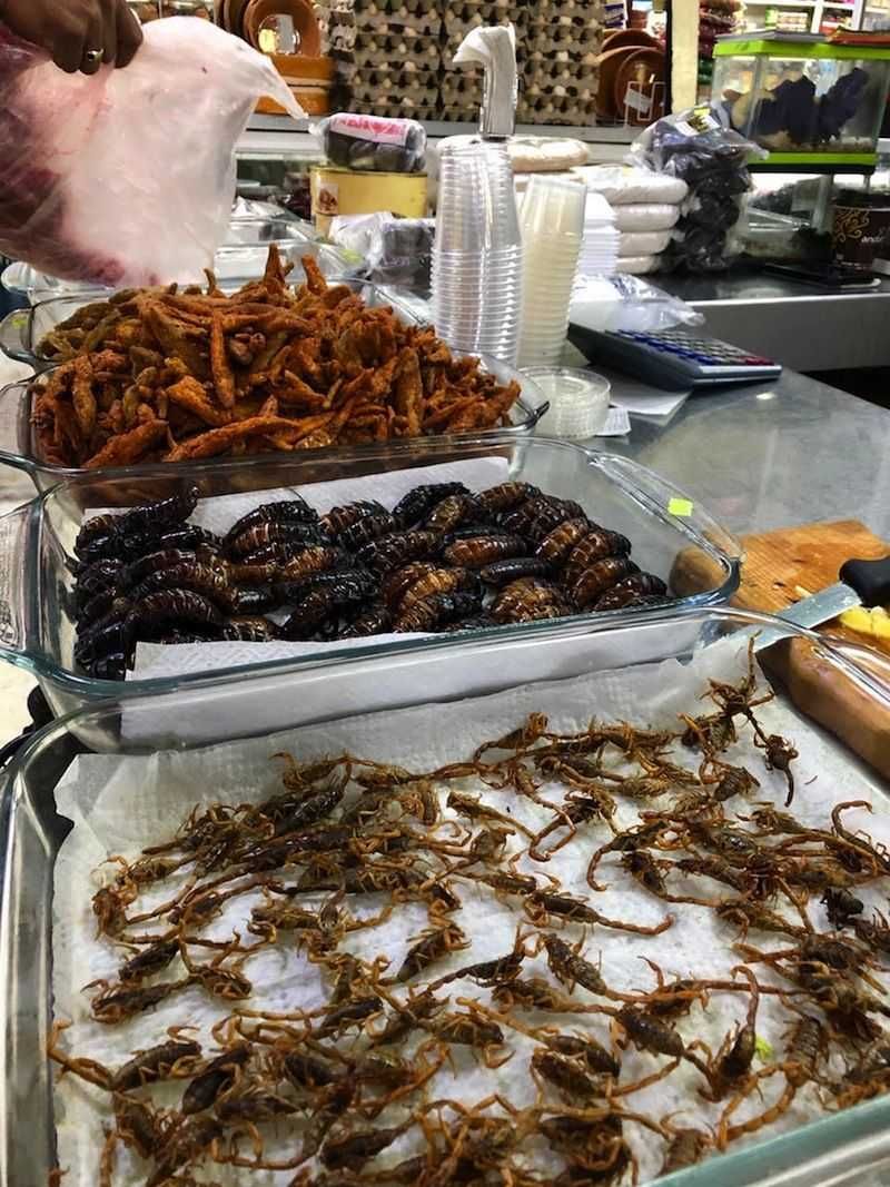 Insectos, una posible alternativa alimentaria para el futuro