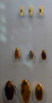 Insectos transmisores de enfermedades