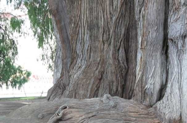 Oaxaca celebra grandeza de milenario Árbol del Tule