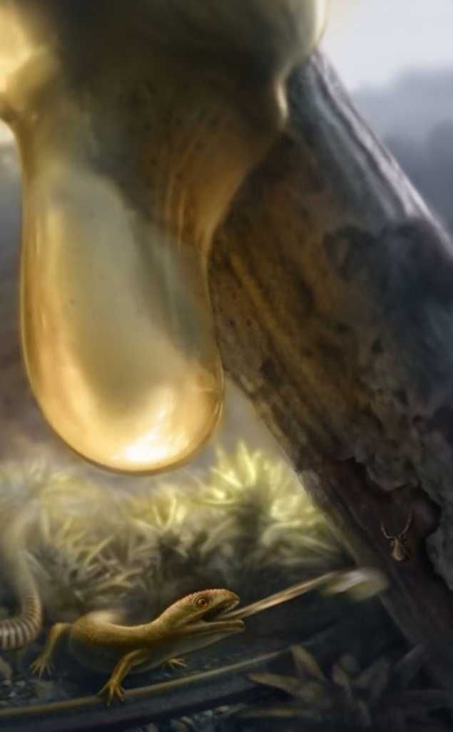 Un anfibio destrona al camaleón como primer vertebrado con lengua...